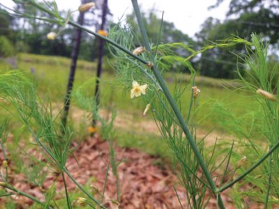 How to Grow Asparagus — The Garden Wonder - Countryside